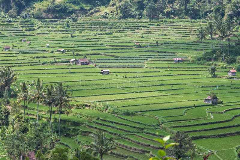 Tegalalang rice terrace editorial stock photo. Image of terraces - 55718403