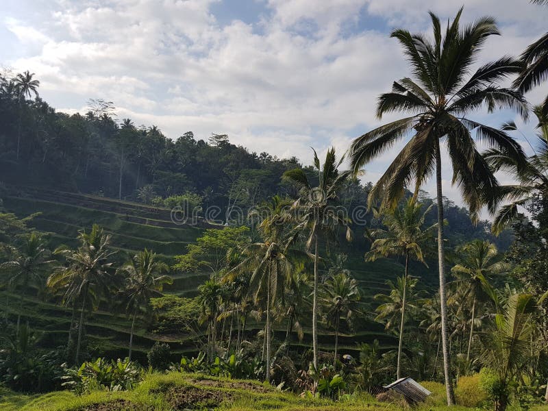 Tegalalang Rice Terrace Comprises a Series of Cascading Rice Fields ...
