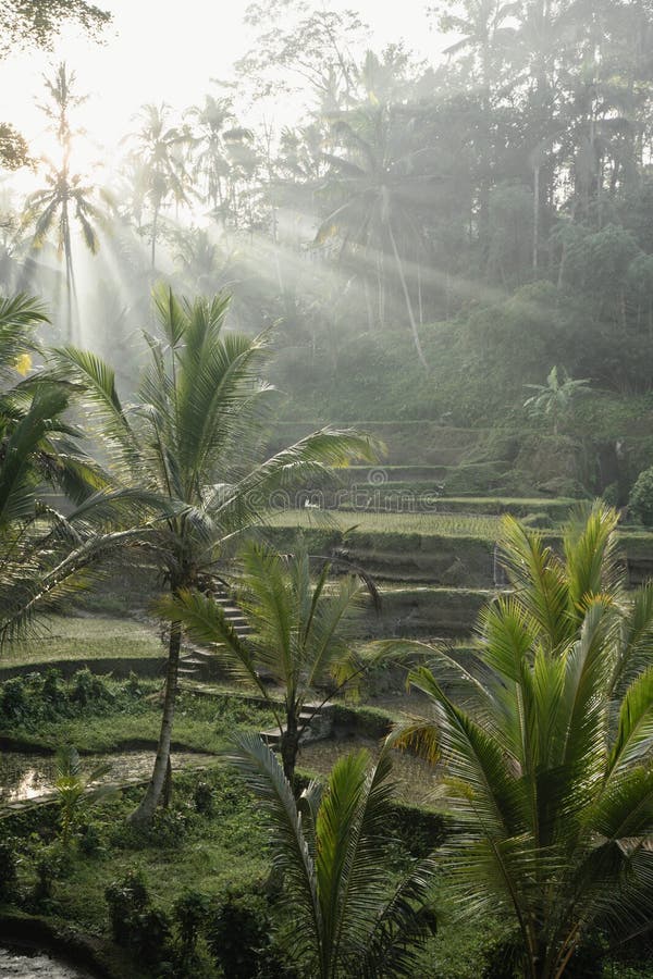 Tegalalang Rice Terrace Sunrise in Bali, Indonesia Stock Image - Image ...