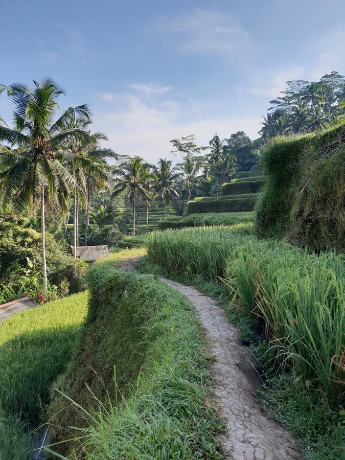 Tegallalang Rice Terrace, Bali Stock Photo - Image of farmer, terrace ...