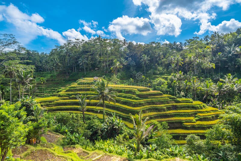 Tegallalang Rice Terrace in Bali, Indonesia Stock Photo - Image of crop ...