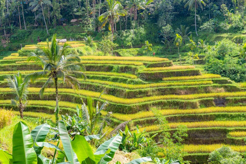 Tegallalang Rice Terrace in Bali, Indonesia Stock Photo - Image of ...