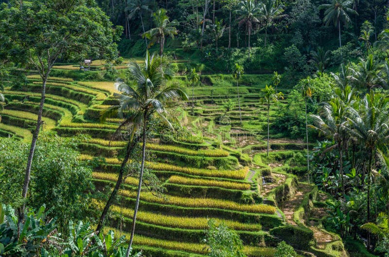 Tegallalang Rice Terrace in Bali, Indonesia Stock Image - Image of ...