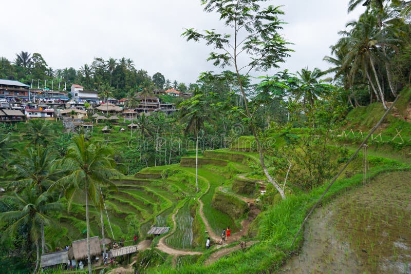Tegallalang Rice Terrace in Bali, Indonesia Editorial Stock Photo ...