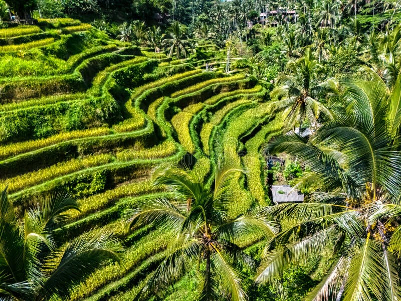 Tegallalang Rice Terrace in the Gianyar Regency, Bali, Indonesia Stock ...