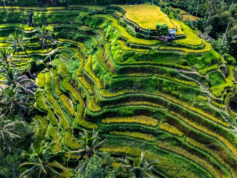 Tegallalang Rice Terrace in the Gianyar Regency, Bali, Indonesia Stock ...