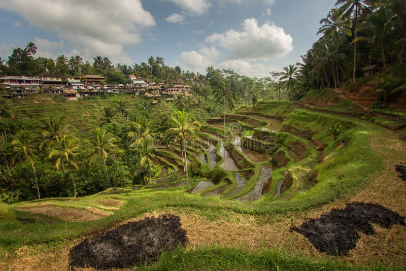 Tegallalang stock image. Image of blue, terraces, green - 68216869
