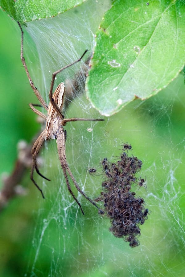 Tegenaria Domestica with Babies Stock Photo - Image of insect, baby ...