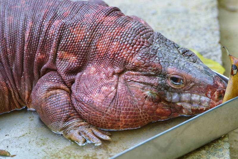 Red Tegu stock image. Image of tegu, danger, isolated - 7260603