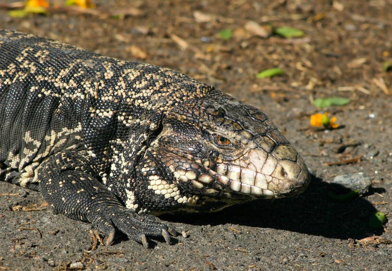 Tegu Lizard stock image. Image of animal, argentina, wildlife - 2806315