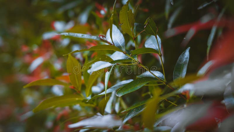 Teh Tehan Plants, Hedgerows, Leaf Background Stock Photo - Image of ...