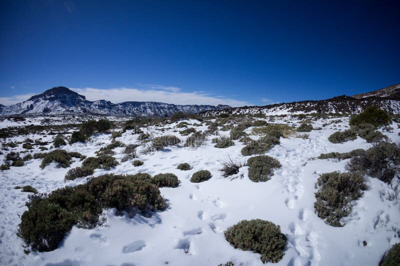 Teide nevado del montaje foto de archivo. Imagen de recorrido - 124175210