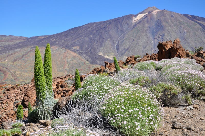 Teide Park Narodowy, Tenerife, Wyspa Kanaryjska, Hiszpania Zdjęcie ...