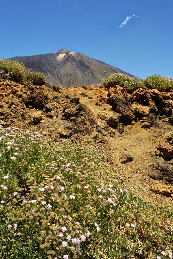 Teide - Red Flowers Tajinaste Near Pico Del Teide in Mount El Teide ...