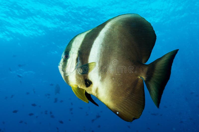 Teira Batfish Fish with Bluestreak Cleaner Wrasse Stock Photo - Image ...