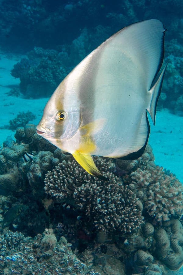 Teira Batfish Swimming Around a Sharp Textured Coral Reef Under the Sea ...