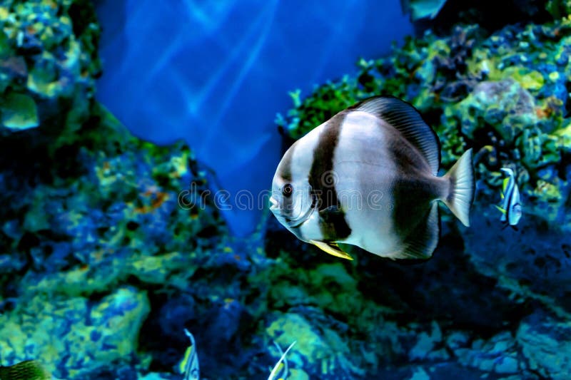 Teira Batfish in Aquarium Tank Stock Photo - Image of group ...