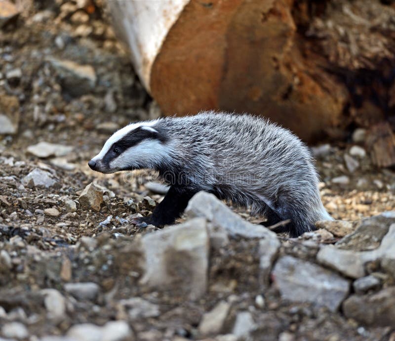 Tejón imagen de archivo. Imagen de necesidades, animales - 32013313