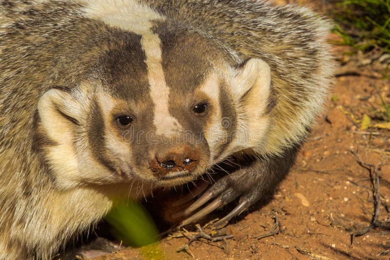 Tejón imagen de archivo. Imagen de americano, mirando - 53389347