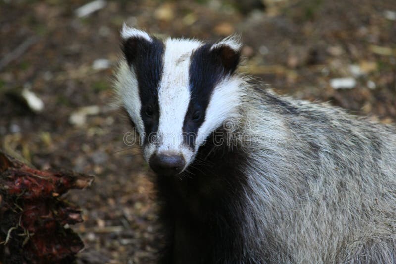 Cachorro europeo del tejón foto de archivo. Imagen de garras - 14212226