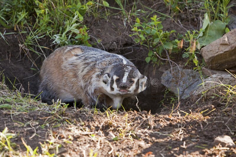 Tejón americano imagen de archivo. Imagen de empuje, suciedad - 43180117