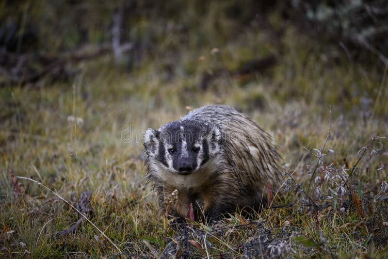Un tejón americano imagen de archivo. Imagen de garras - 32708251