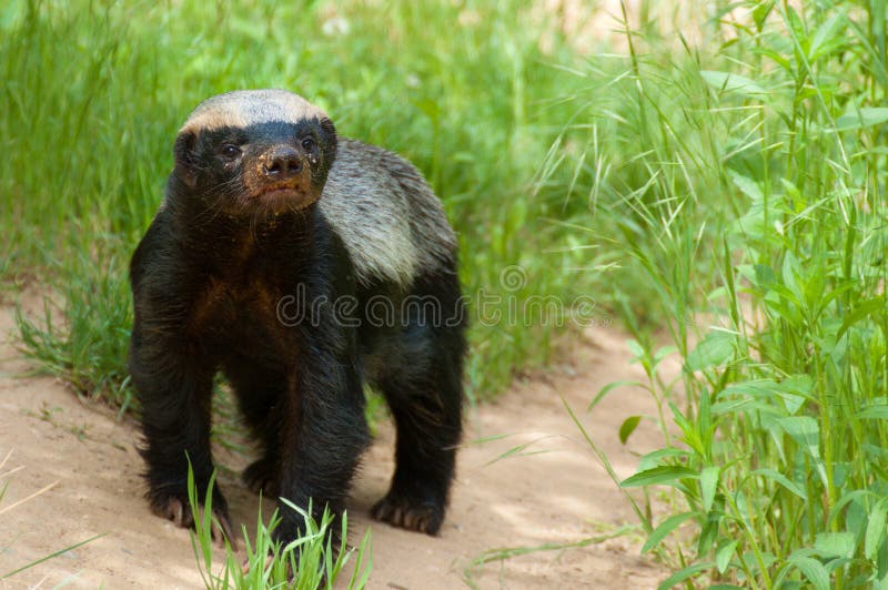 Tejón de miel foto de archivo. Imagen de animal, ecuador - 24822528