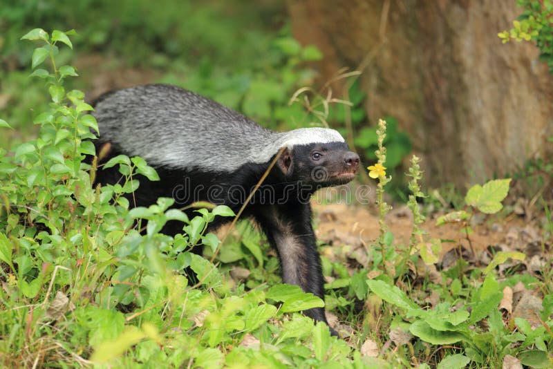 Tejón Melero En El Parque Nacional Kruger, Sudáfrica Imagen de archivo ...