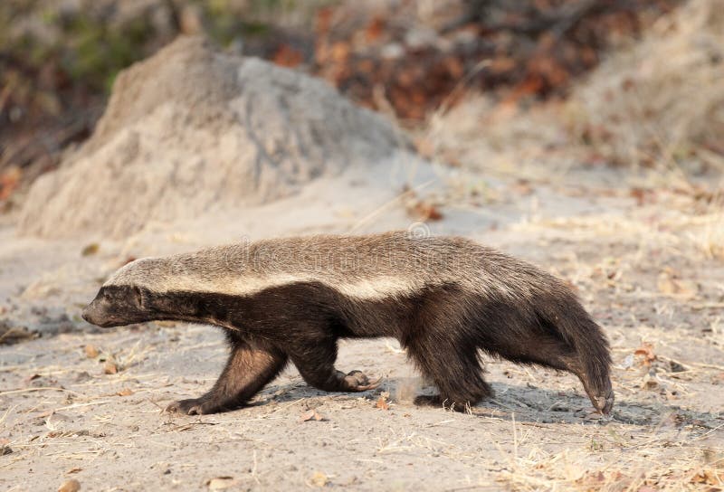 Tejón de miel foto de archivo. Imagen de blanco, lindo - 5222088