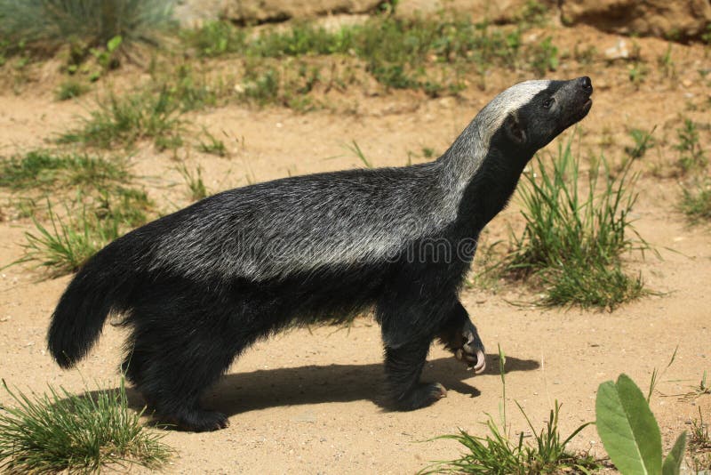 Tejón De Miel (capensis Del Mellivora) Foto de archivo - Imagen de ...