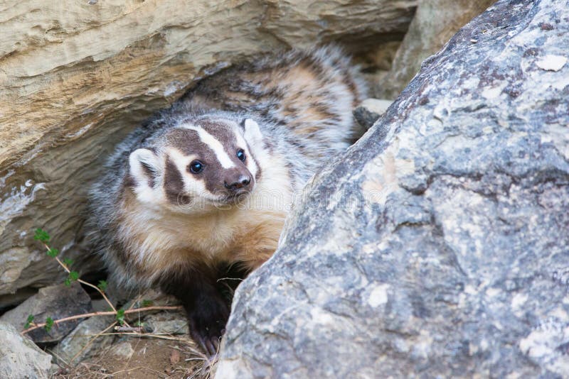 5,135 Tejón Fotos - Libres de Derechos y Gratuitas de Dreamstime