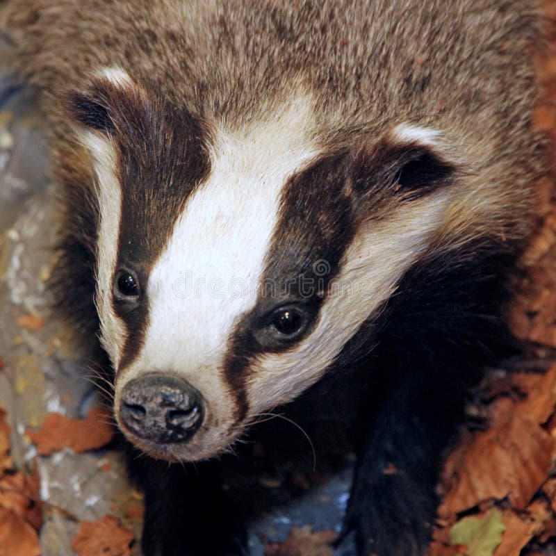Tejón En El Salvaje Fotos De Stock - Download 542 Fotos Libres de Derechos