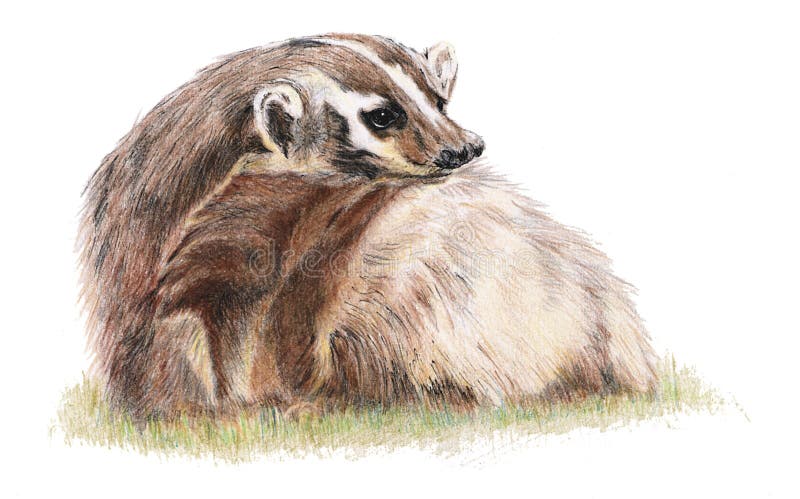 Dibujo del tejón ilustración del vector. Ilustración de biología - 48437021