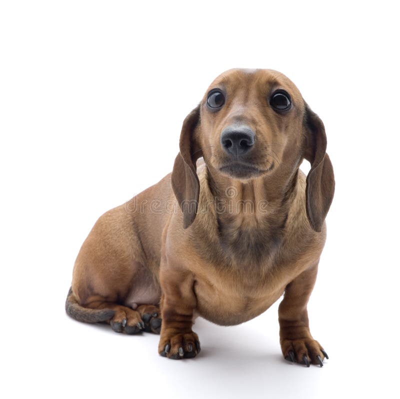 Tejón-perro enano foto de archivo. Imagen de perro, mascota - 10136892