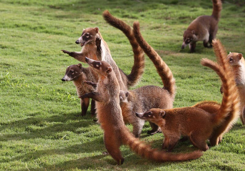 Tejones En Un Jardín Mexicano Imagen de archivo - Imagen de mexicano ...