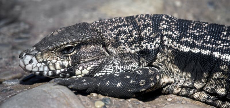 Teju argentino grande 7 foto de archivo. Imagen de poikilotermico ...