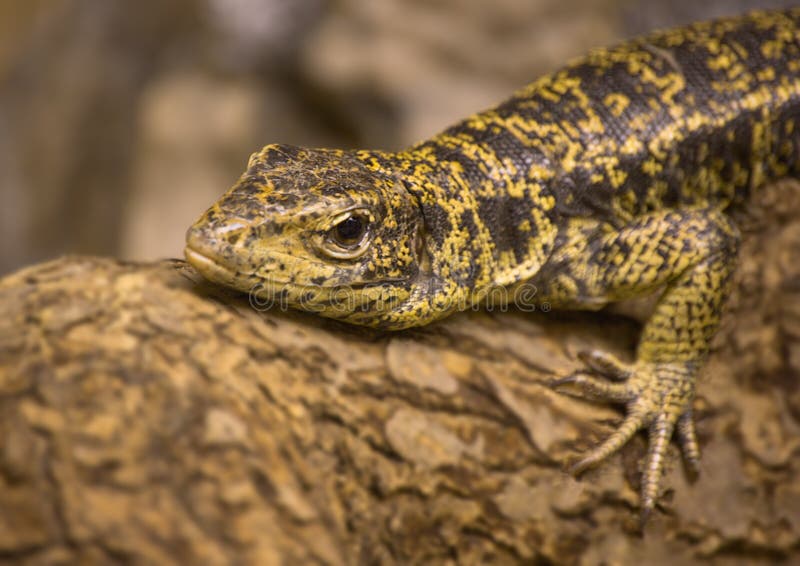 Teju - Lizard, Tupinambis Teguixin Stock Image - Image of goldteju ...