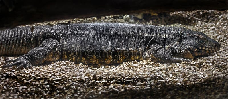 Teju argentino grande foto de archivo. Imagen de visión - 17567324