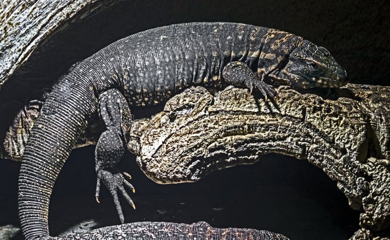 Grand teju argentin 2 photo stock. Image du terrarium - 10180060