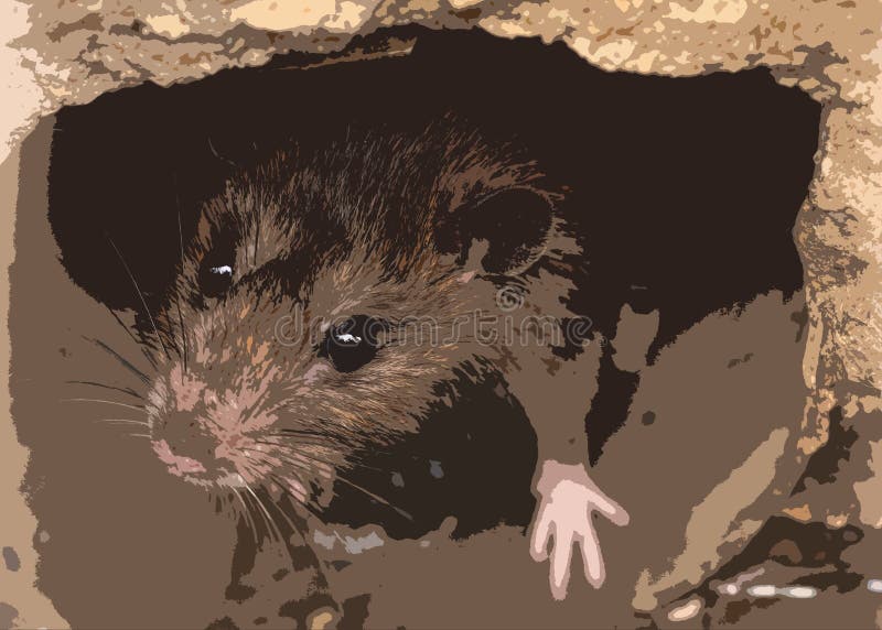 De Close-up Van Rat Op Een Riool Kon Bij Van Afvoerkanaalrooster Die ...