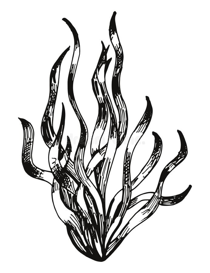 Tekening Van De Zeewier De Vectorhand Vector Illustratie - Illustration ...