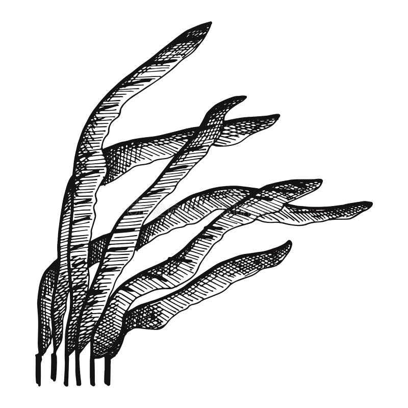 Tekening Van De Zeewier De Vectorhand Vector Illustratie - Illustration ...