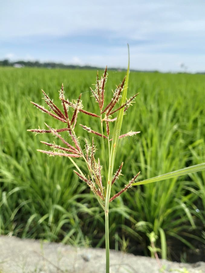 Teki Field Grass Plants that Thrive in the Rice Fields Stock Photo ...