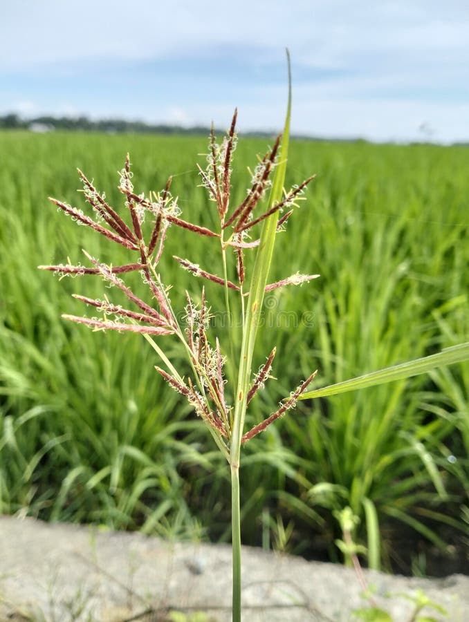 Teki Field Grass Plants that Thrive in the Rice Fields Stock Image ...