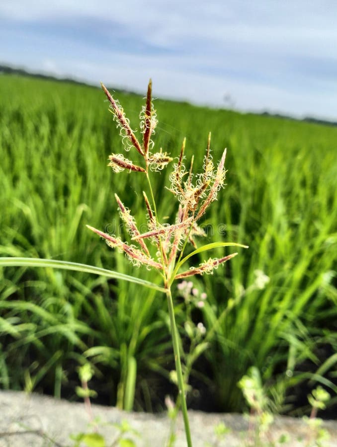 Teki Field Grass Plants that Thrive in the Rice Fields Stock Photo ...