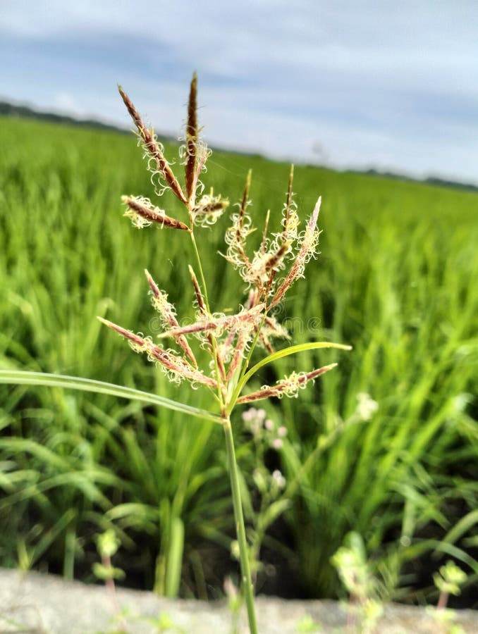 Teki Field Grass Plants that Thrive in the Rice Fields Stock Image ...