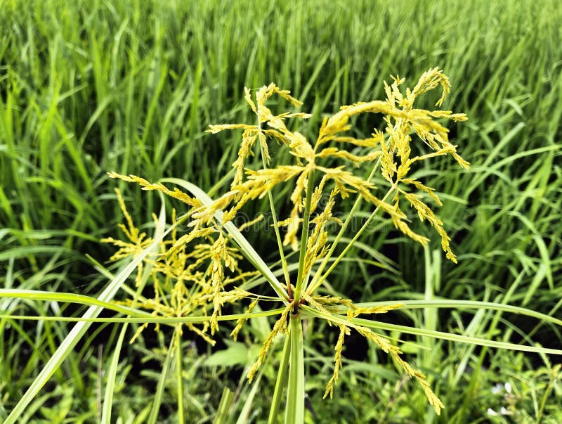 Teki Field Grass Plants that Thrive in the Rice Fieldse Stock Photo ...