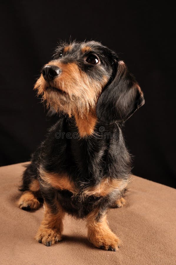Drie Zwart En Bruin Tekkelpuppy Stock Afbeelding - Image of puppy ...