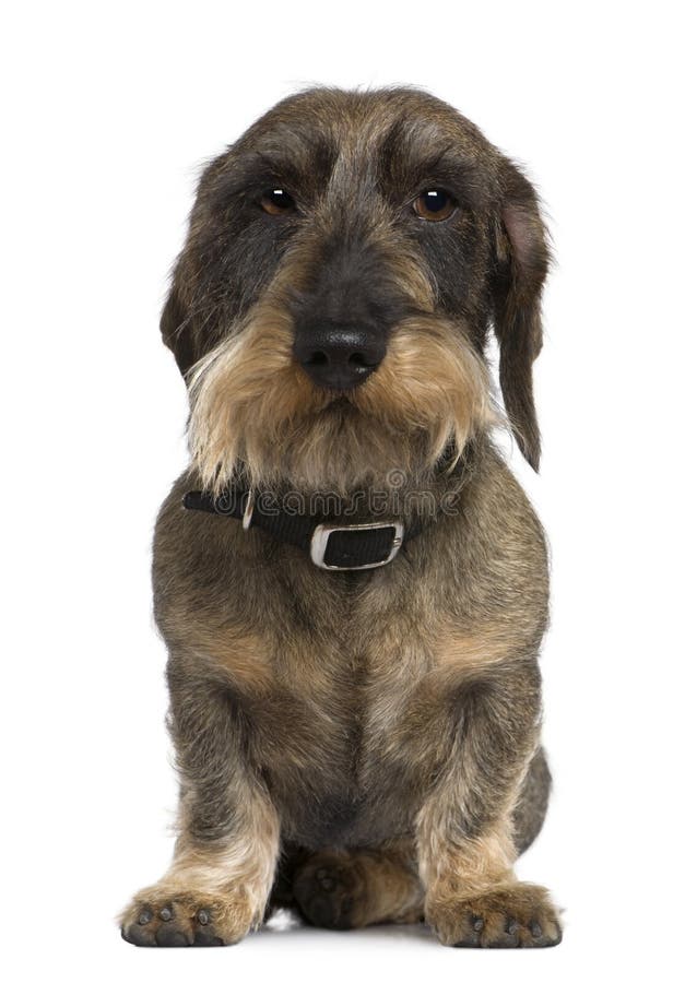 Tekkel, 4 Jaar Oud, Het Zitten Stock Afbeelding - Image of volledig ...