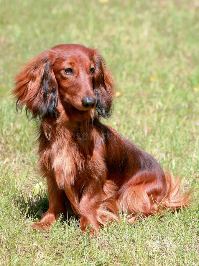 Typische Rode Tekkel Langharig in De Tuin Stock Foto - Image of pluizig ...